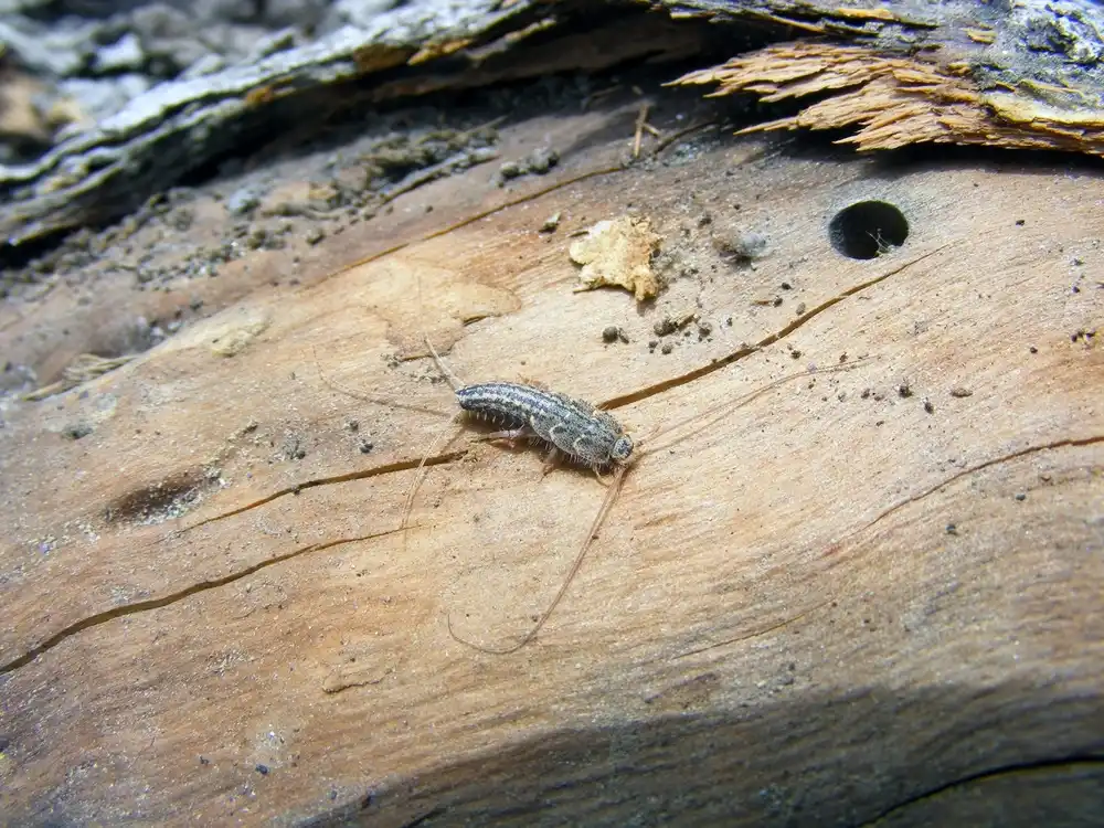 Silverfish Pest Control & Removal Melbourne